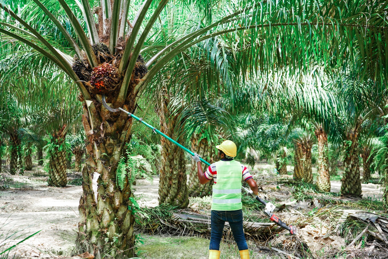 IOI Group: Palm Oil Production Seen Surging in Malaysia as Workers ...